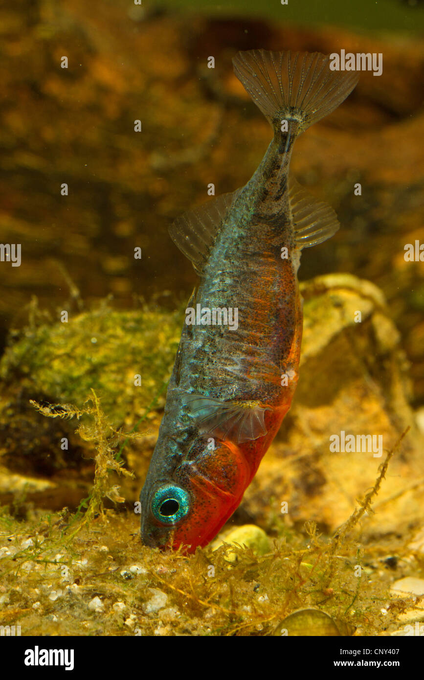 three-spined stickleback (Gasterosteus aculeatus), male fostering the ...