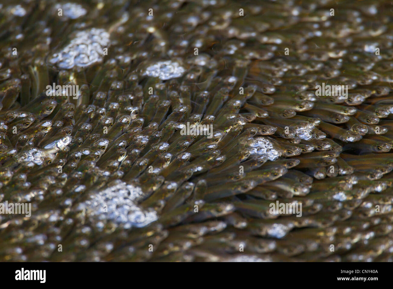 moderlieschen, belica, sunbleak (Leucaspius delineatus), countless ...