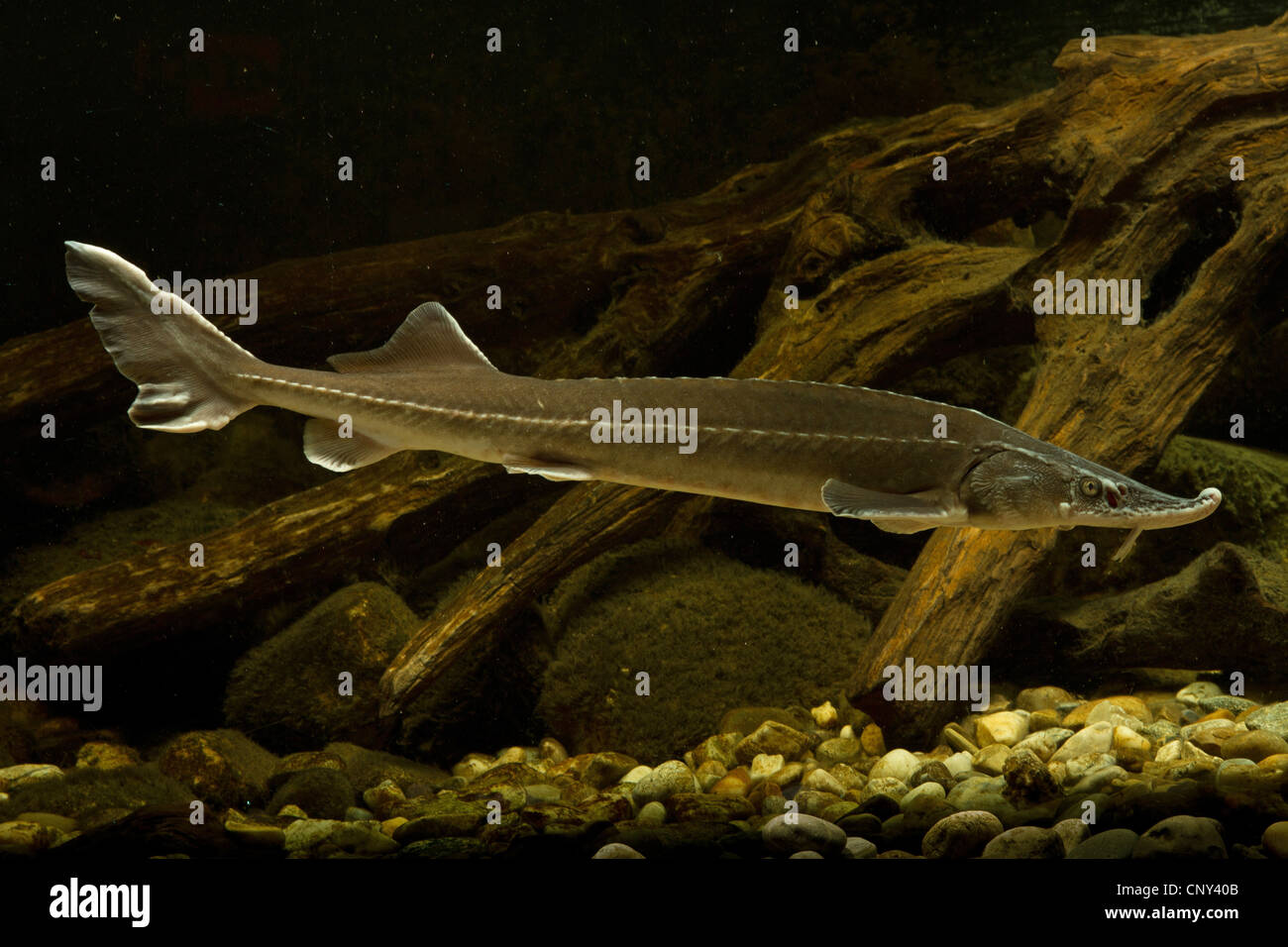 sterlet, Siberian sterlet (Acipenser ruthenus), lateral view Stock ...