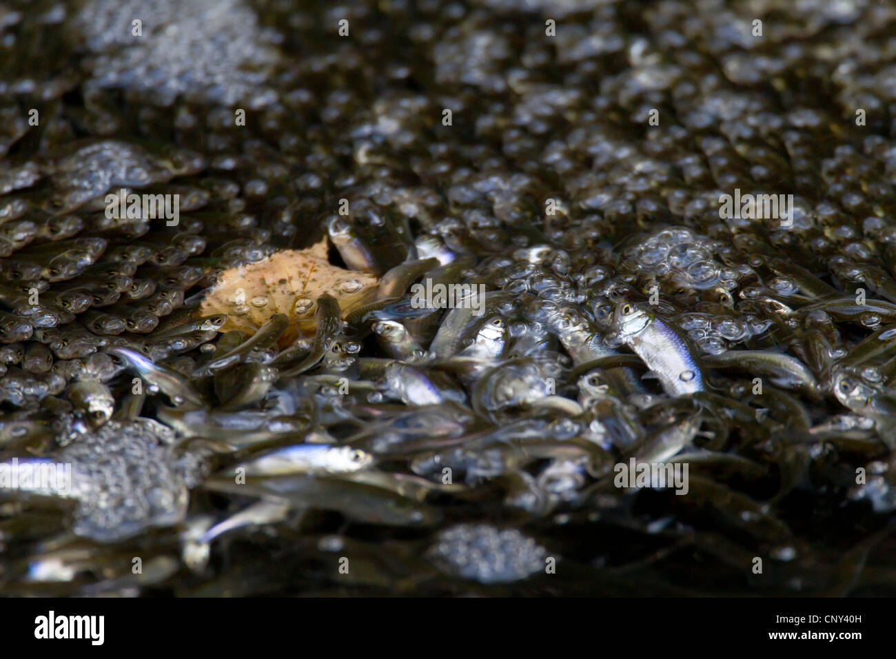 Huge school of sardines High Resolution Stock Photography and Images ...