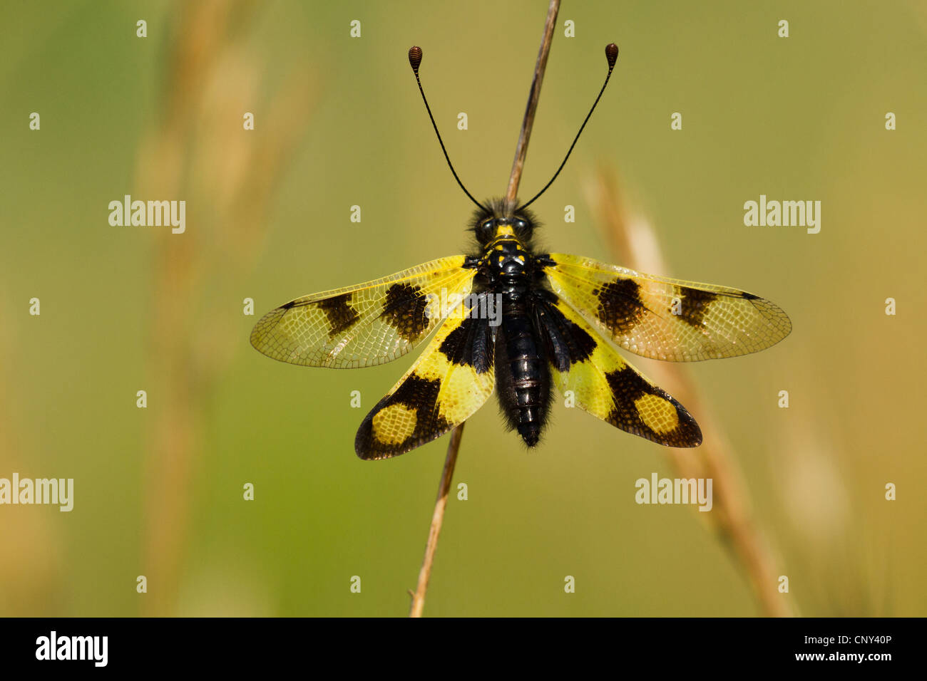Owlfly (Libelloides macaronius), female, Croatia, Istria Stock Photo ...