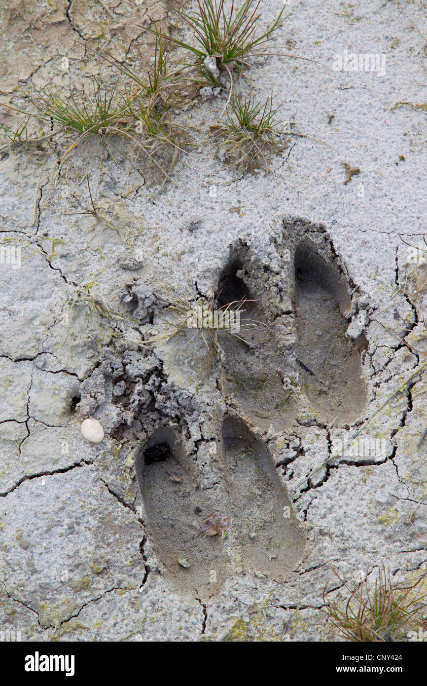 Leading prints hi-res stock photography and images - Alamy