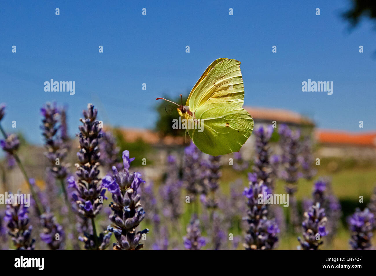Cleopatra of cleopatra hi-res stock photography and images - Alamy