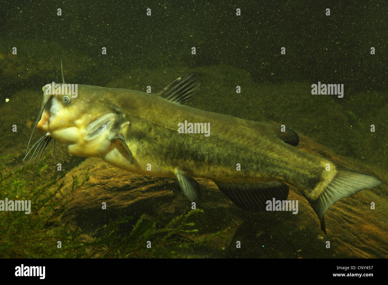 Bullhead catfish hi-res stock photography and images - Alamy