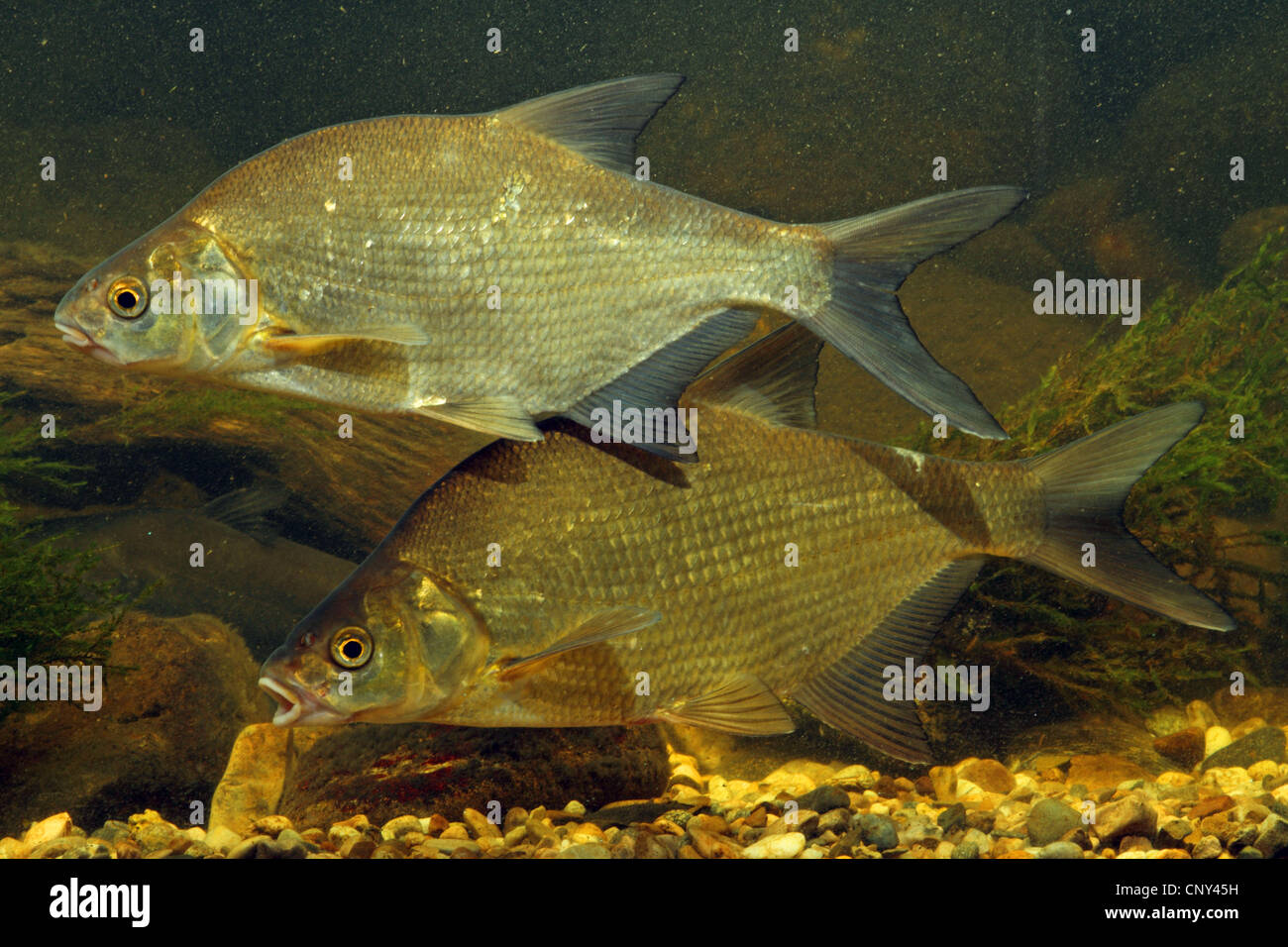 Freshwater Bream High Resolution Stock Photography and Images - Alamy