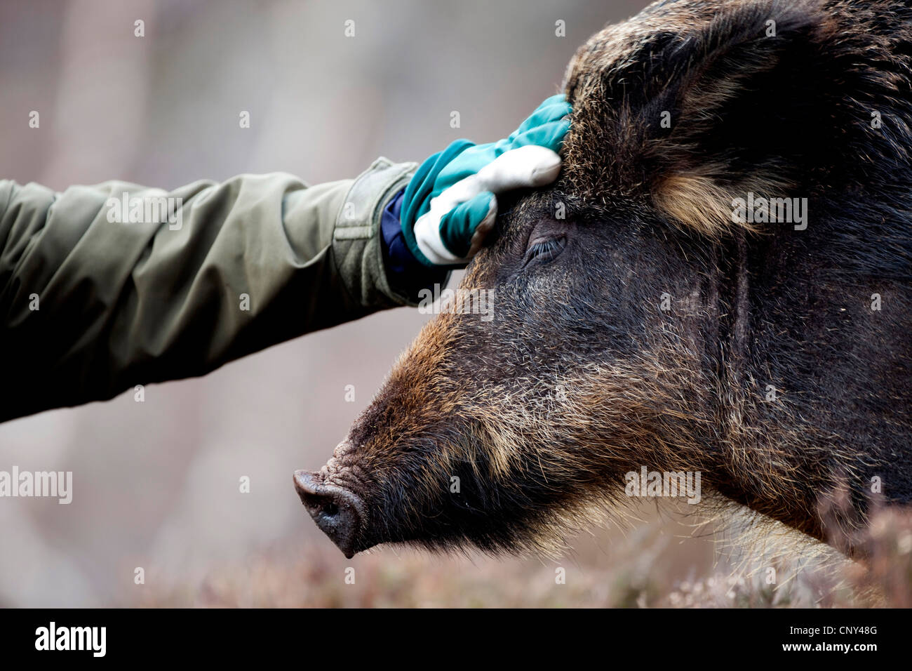 Touching wild boar at the fronthead hi-res stock photography and images ...