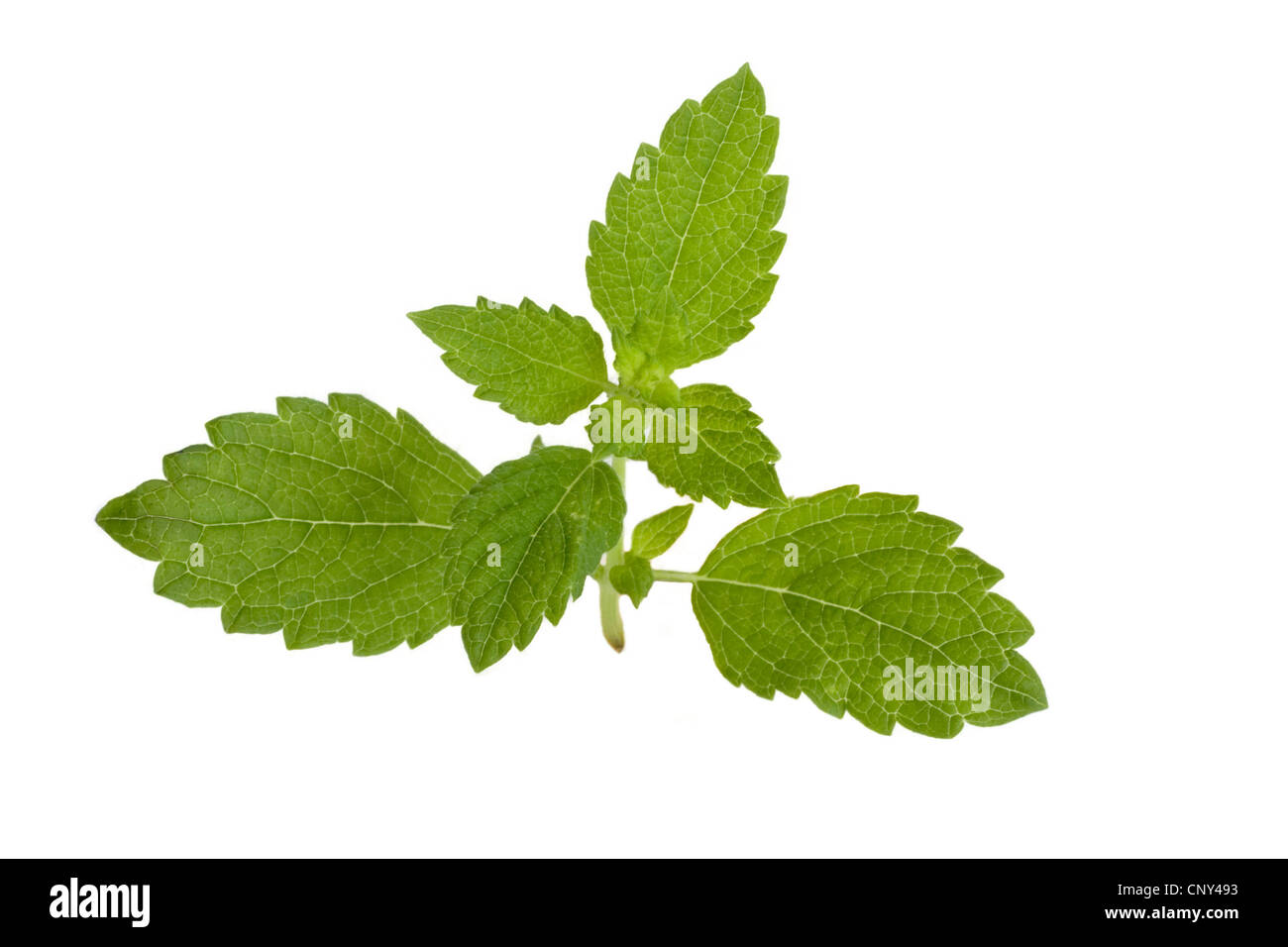 lemon balm, garden balm (Melissa officinalis), sprout, cutout Stock ...