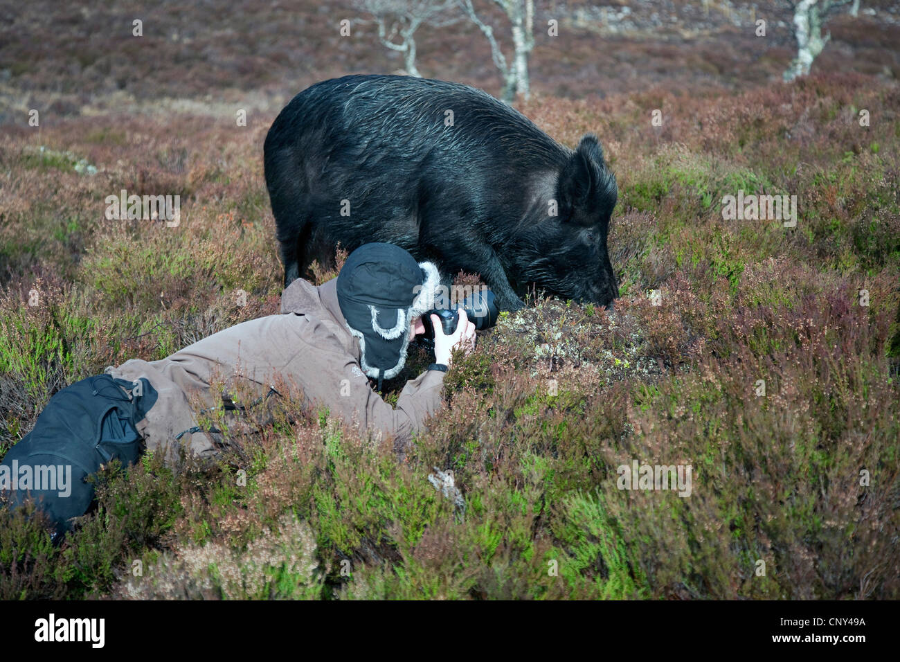 wild boar, pig, wild boar (Sus scrofa), Wild boar in heath being ...