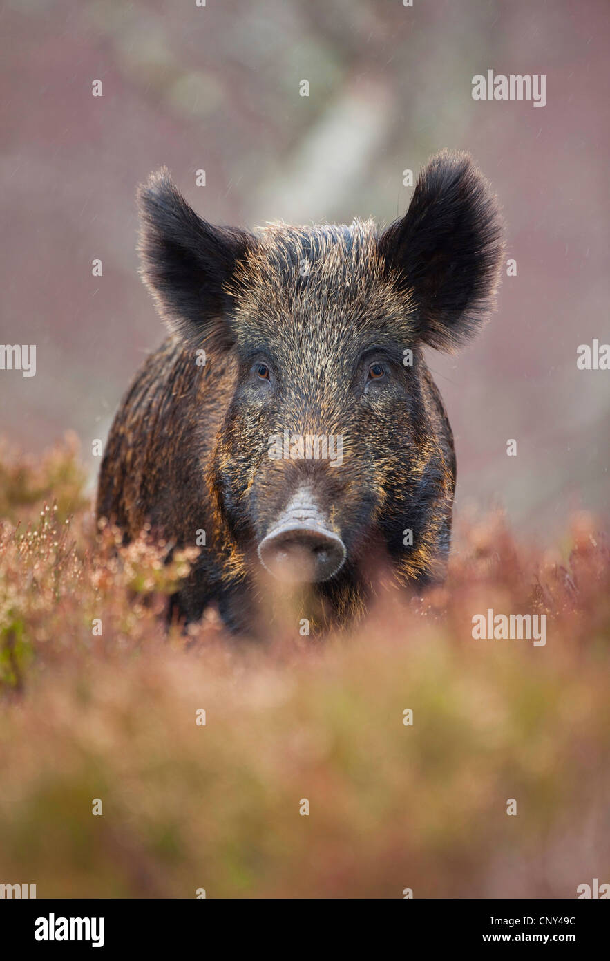 wild boar, pig, wild boar (Sus scrofa), standing in heath, United ...