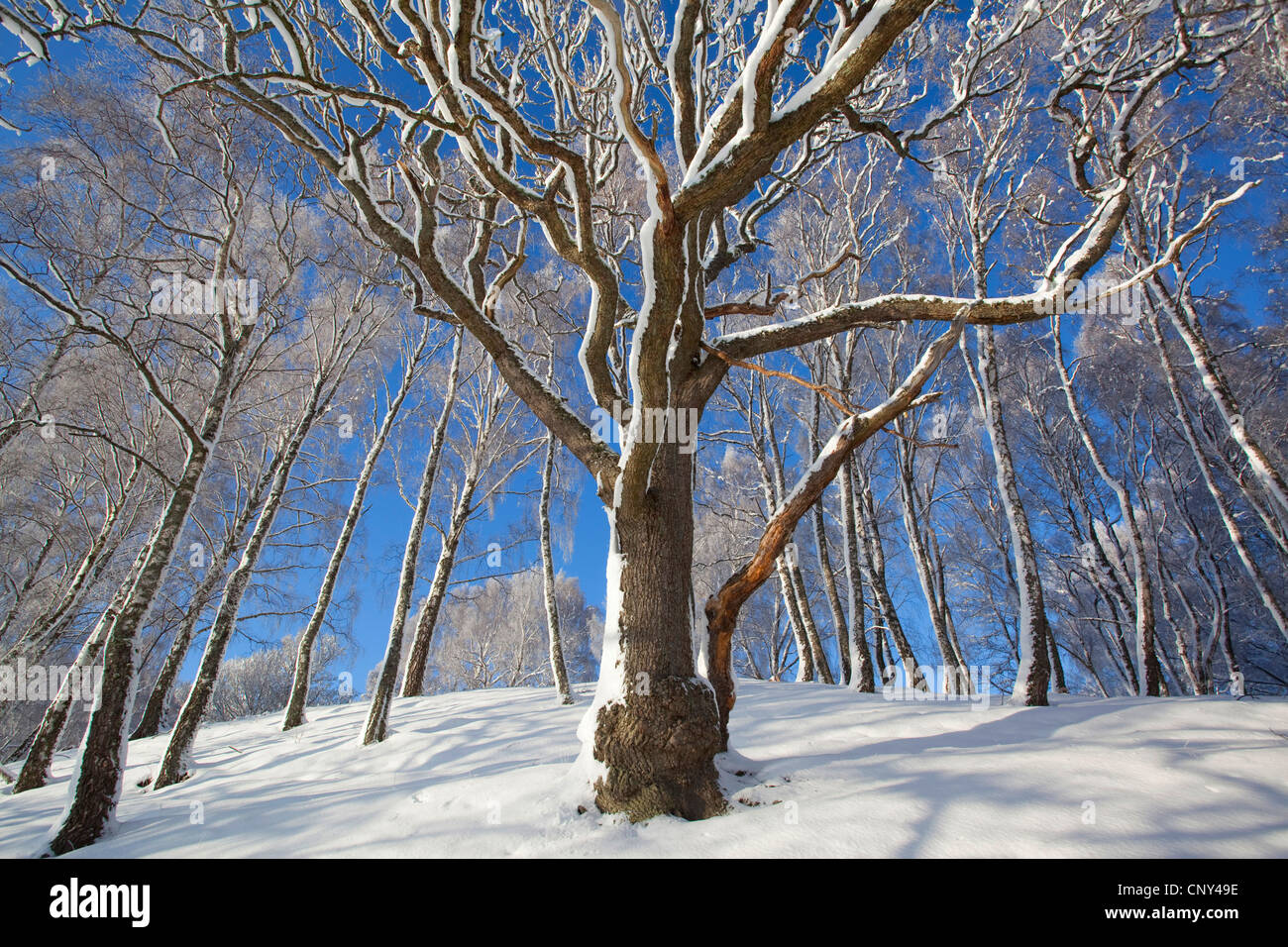 Scottish oak trees hi-res stock photography and images - Alamy