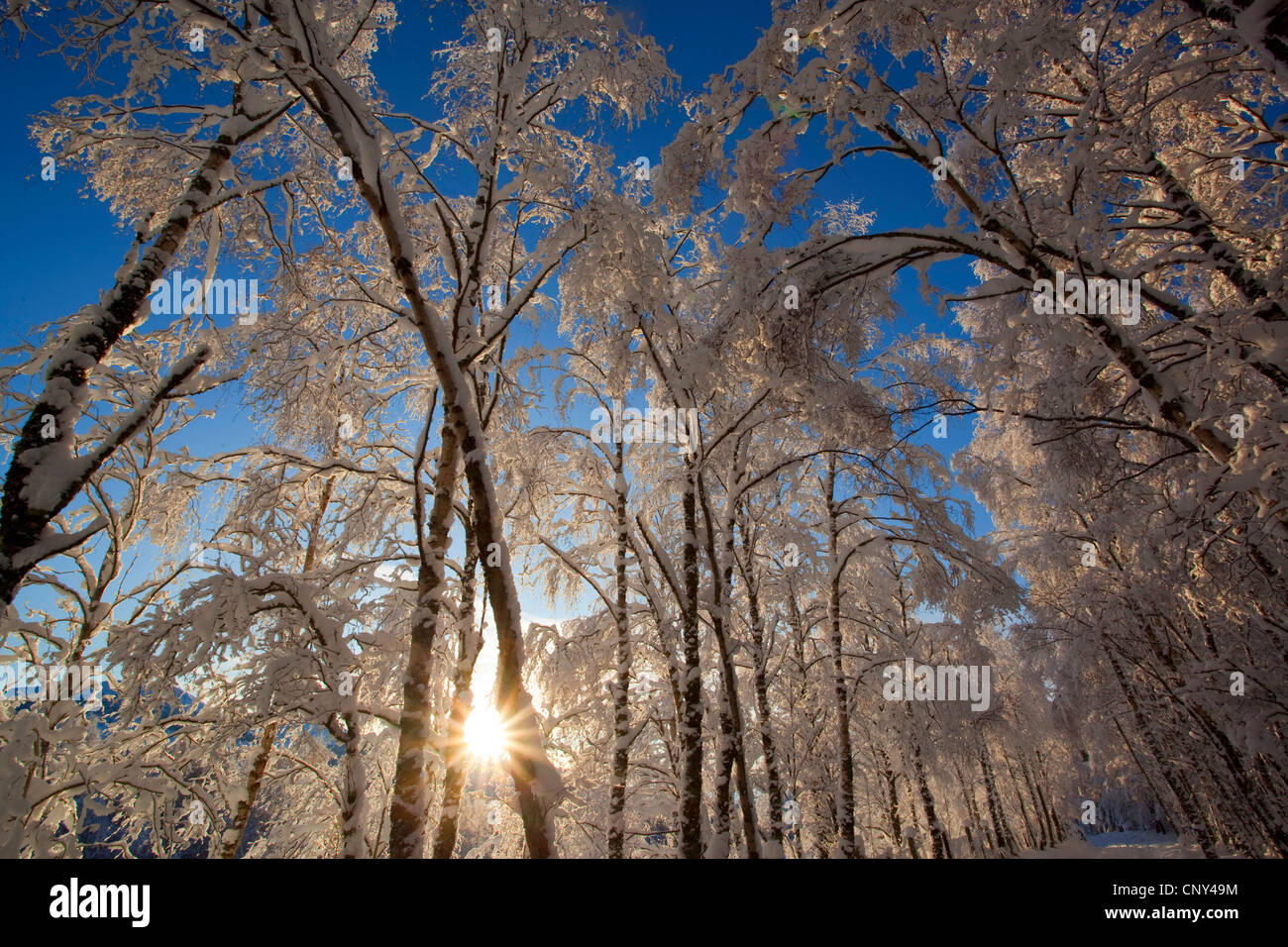 common birch, silver birch, European white birch, white birch (Betula ...