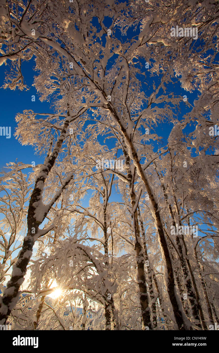 common birch, silver birch, European white birch, white birch (Betula ...