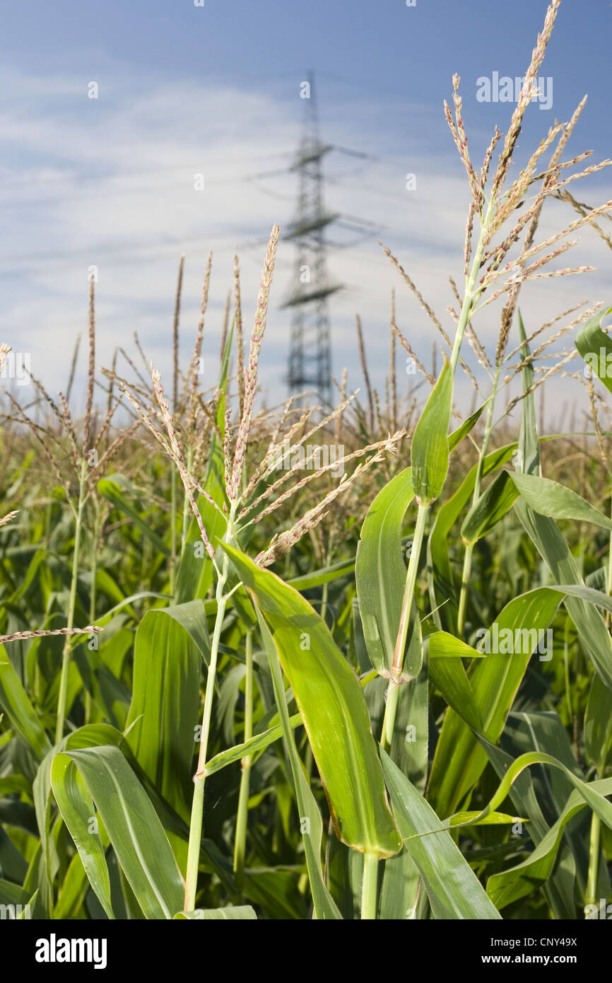 Indian corn, maize (Zea mays), maizfeld with high voltage power line ...