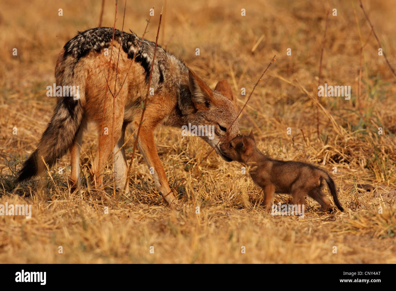 black-backed jackal (Canis mesomelas), mother animal standing in the ...
