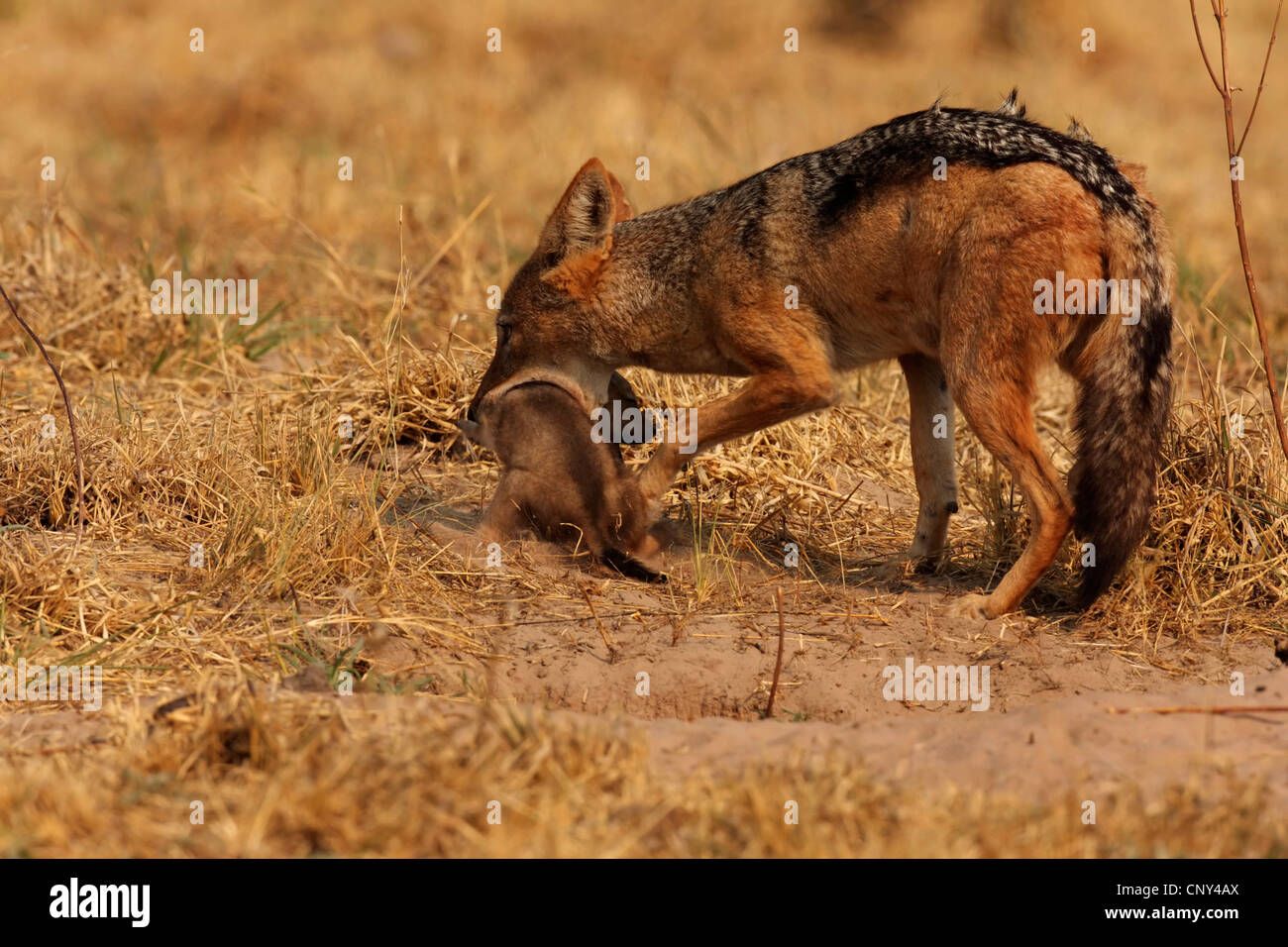 black-backed jackal (Canis mesomelas), mother animal taking a juvenile ...
