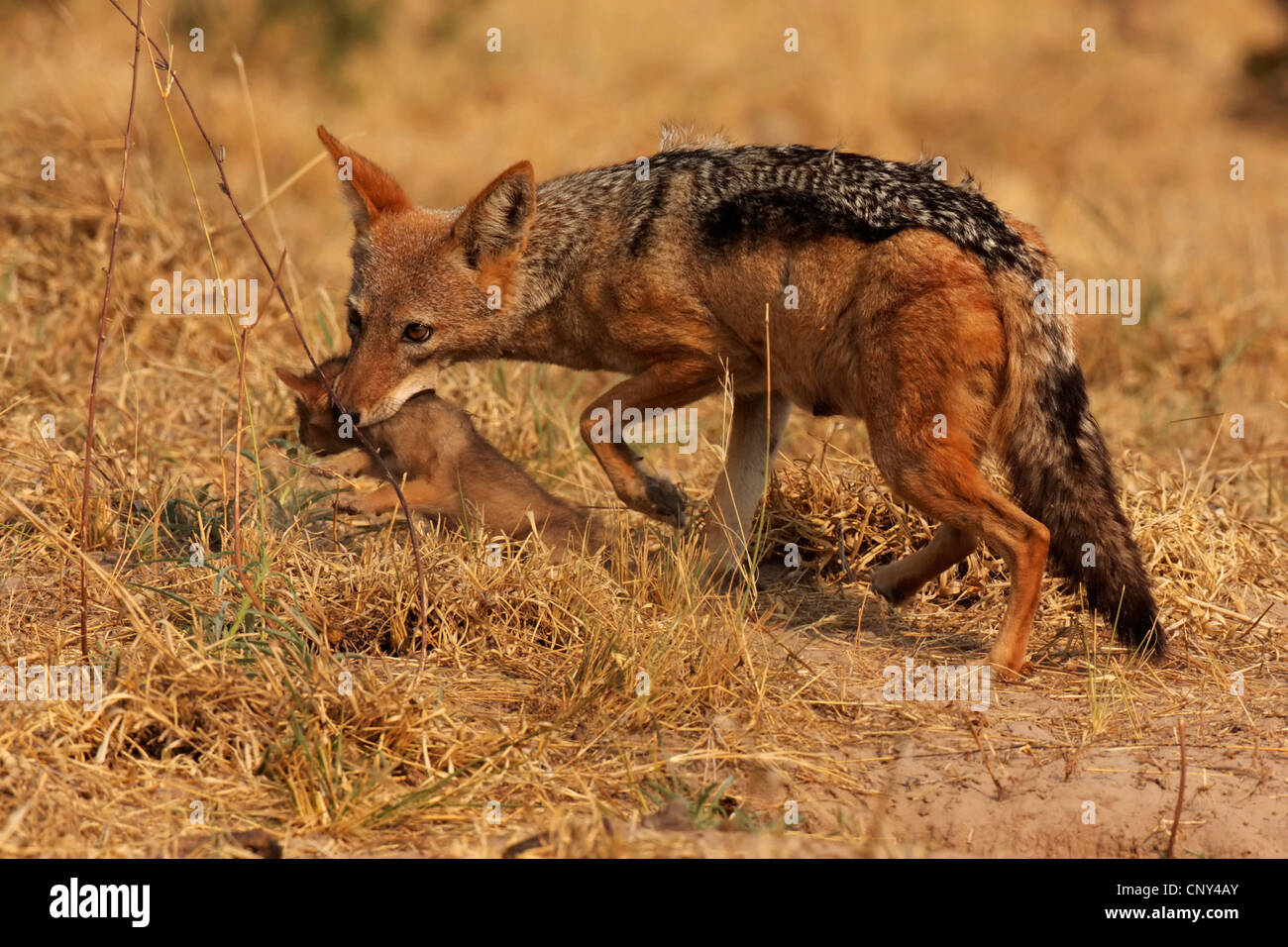black-backed jackal (Canis mesomelas), mother animal taking a juvenile ...