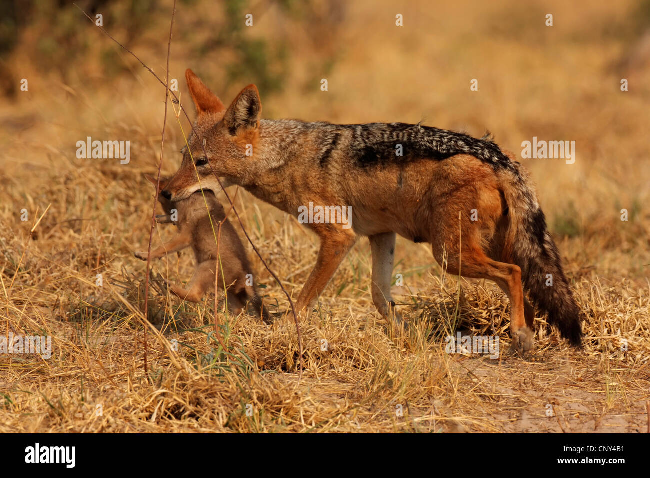 black-backed jackal (Canis mesomelas), mother animal taking a juvenile ...