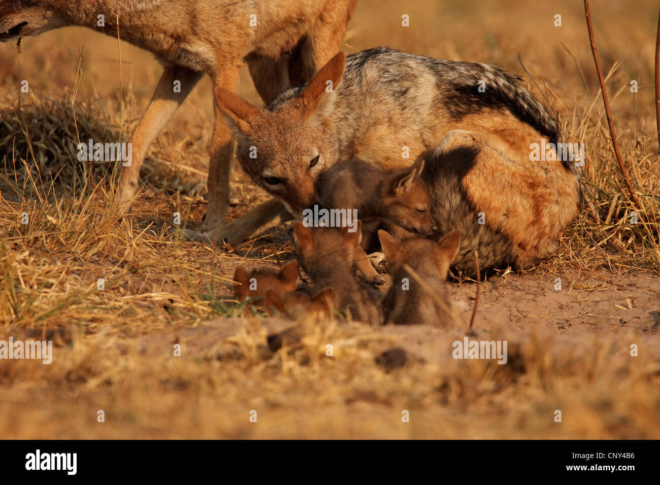 Black backed jackal mother and pups hi-res stock photography and images ...