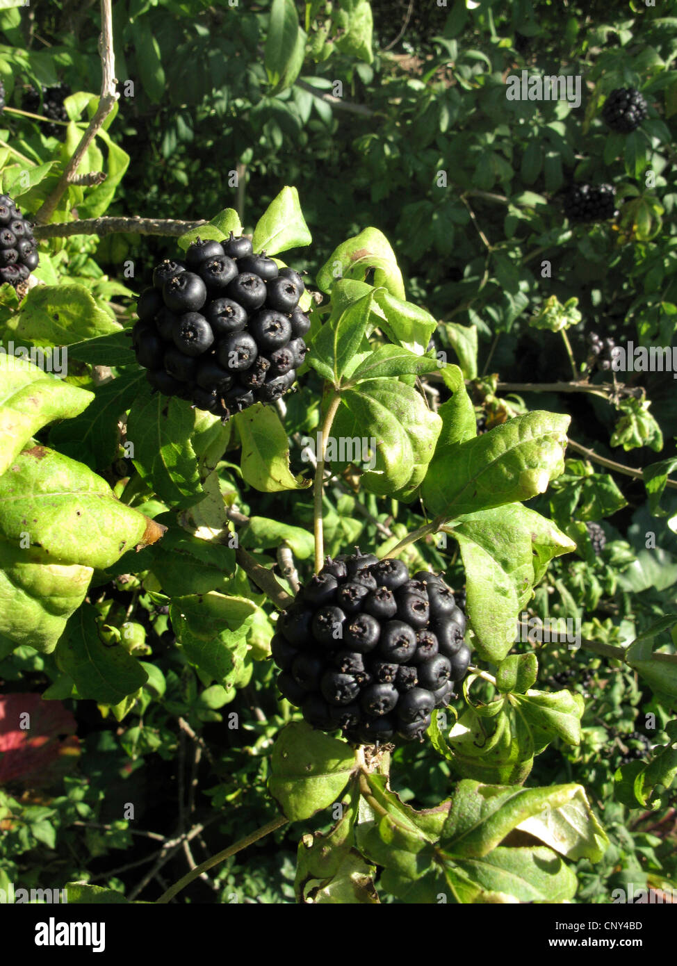 Henry's Finger Aralia (Acanthopanax sessiflorus, Eleutherococcus henryi ...