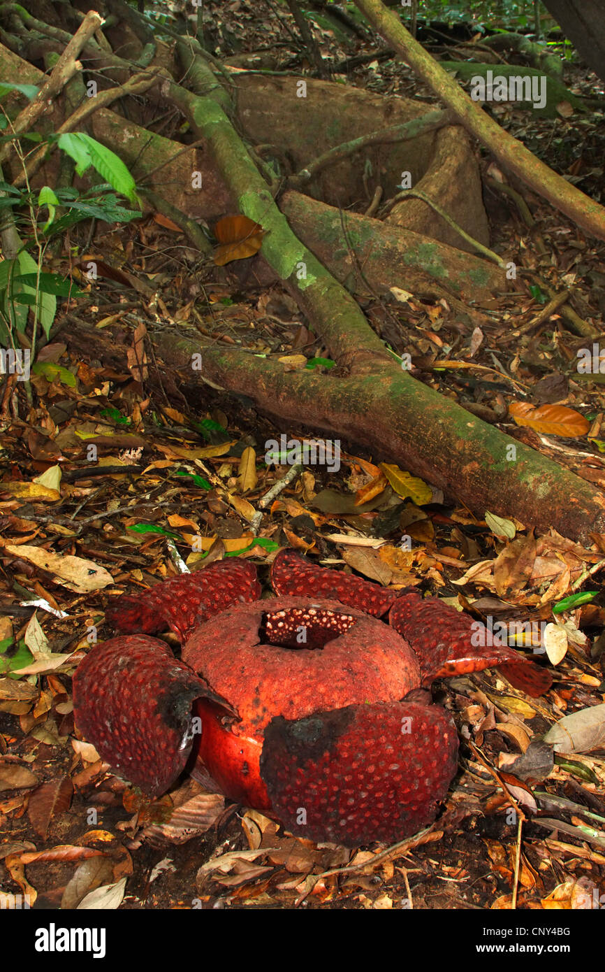 Rafflesia rafllesia spec hi-res stock photography and images - Alamy