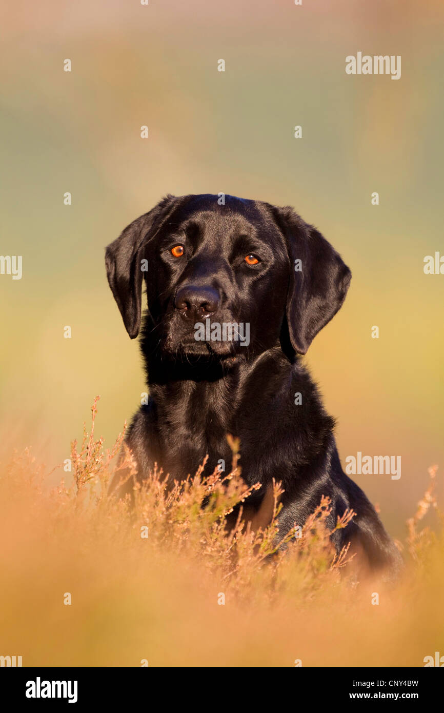 Canine lupus familiaris hi-res stock photography and images - Alamy