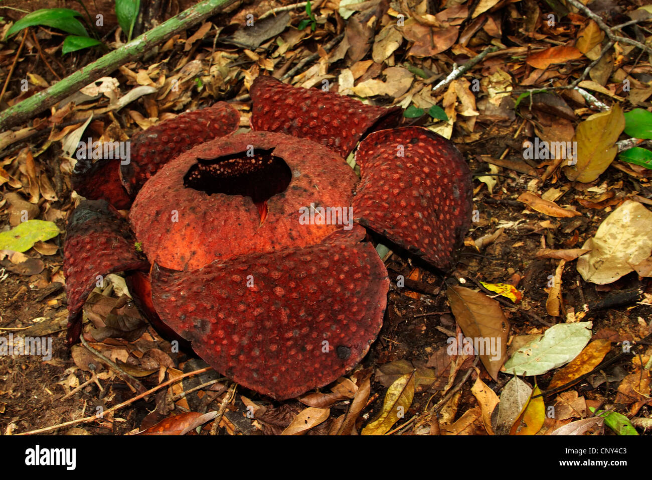 Rafflesia blossom hi-res stock photography and images - Alamy