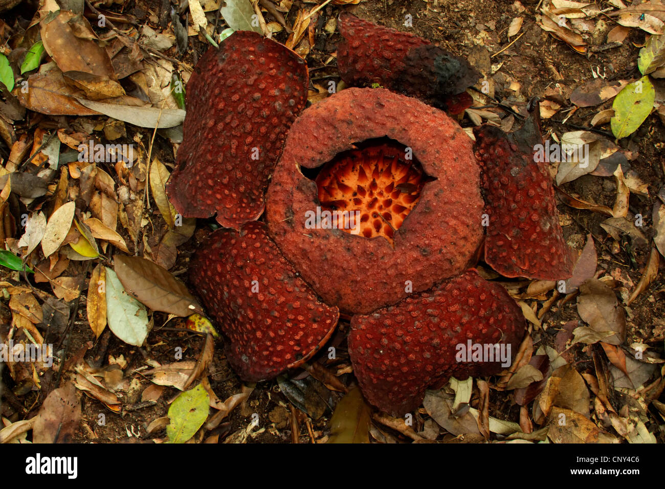 Rafflesia (Rafllesia spec.), on forest ground, Malaysia, Sarawak ...