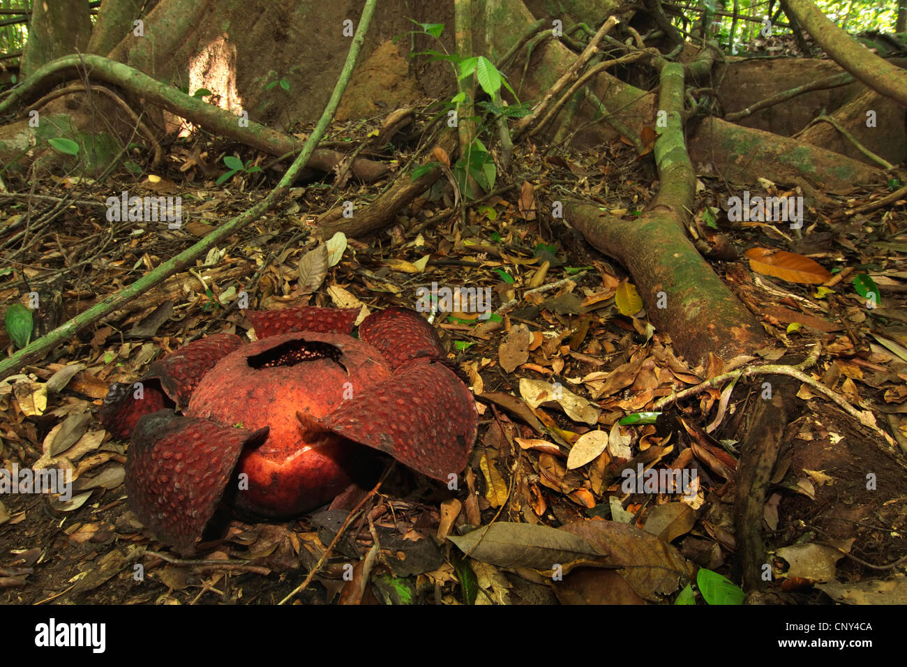 Rafflesia (Rafllesia spec.), on forest ground, Malaysia, Sarawak ...