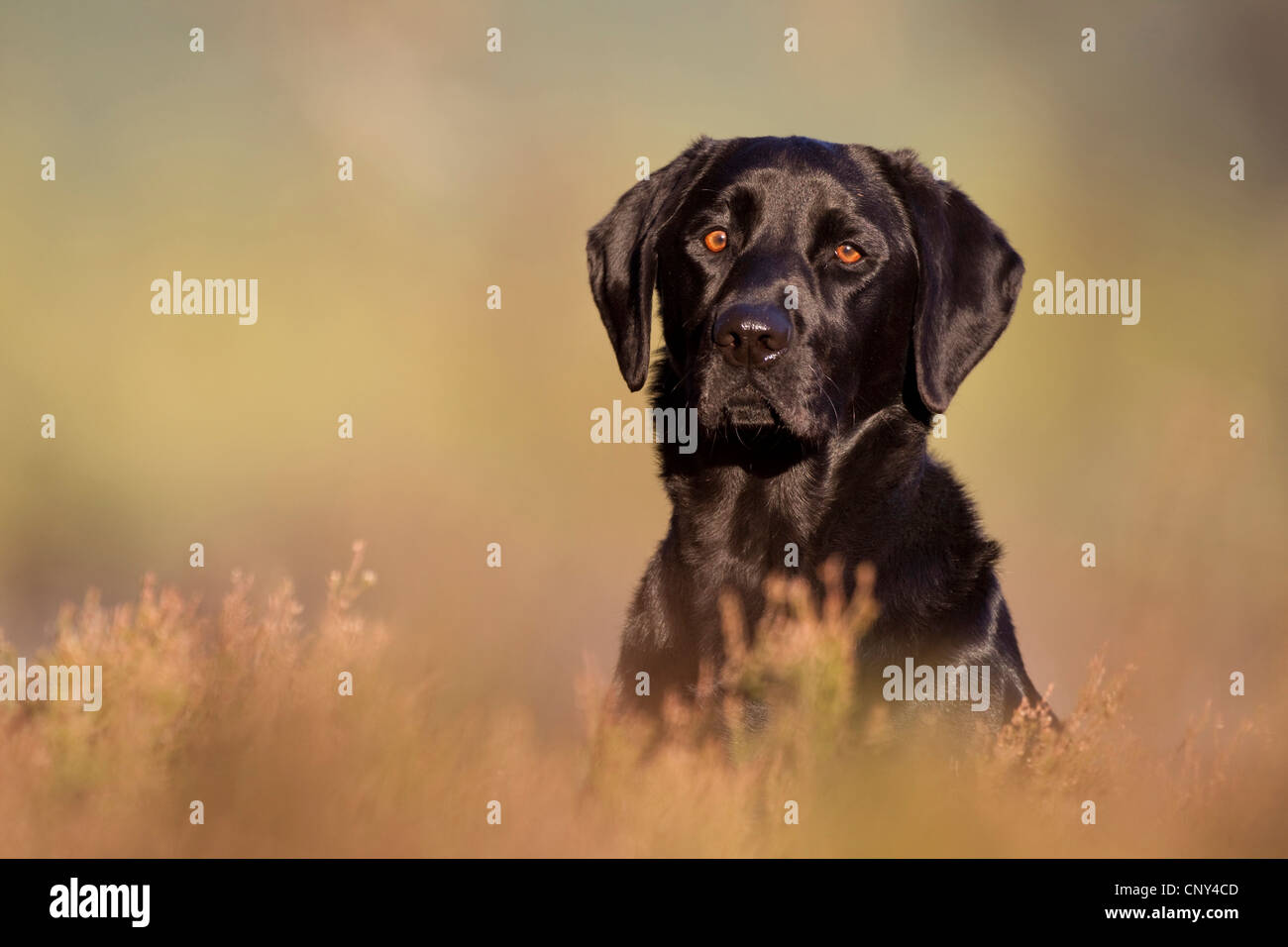 Labrador Retriever (Canis lupus f. familiaris), Black labrador sitting ...
