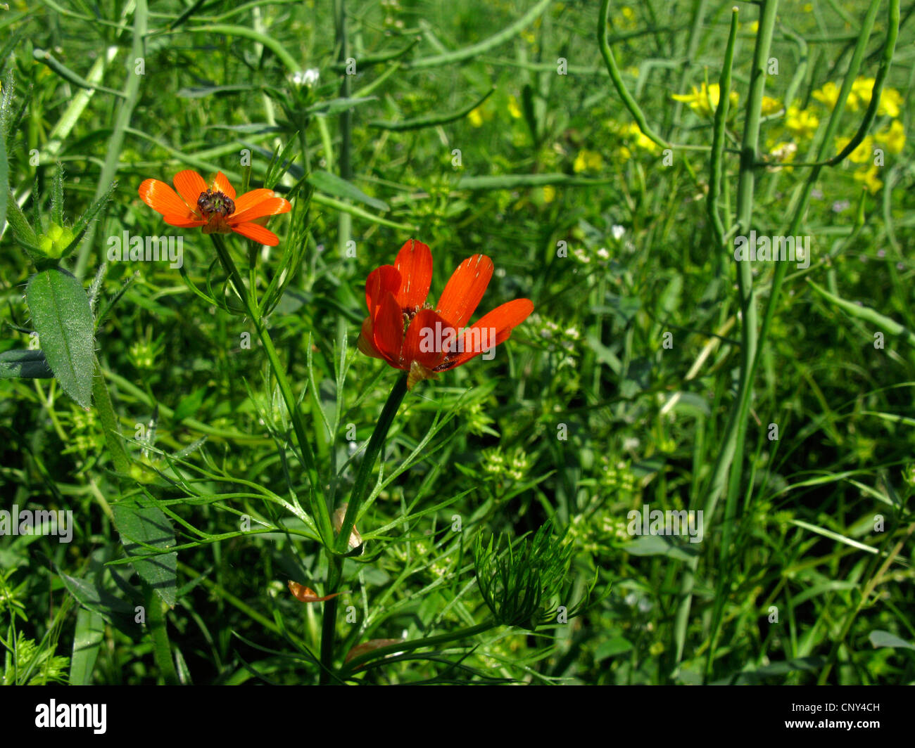 summer pheasant's-eye (Adonis aestivalis), blooming, Germany ...