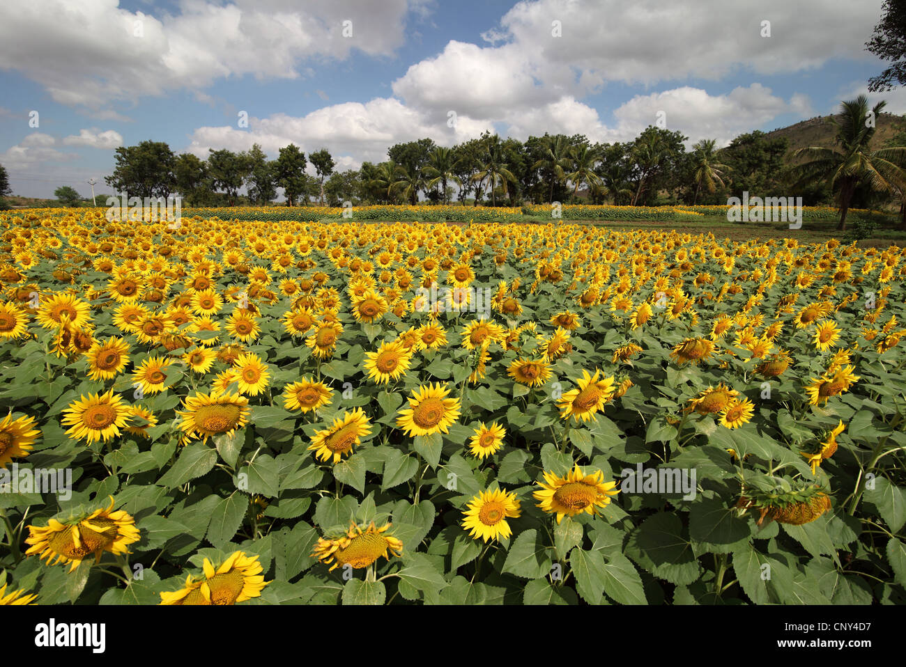 Sunflower field in South India Stock Photo - Alamy
