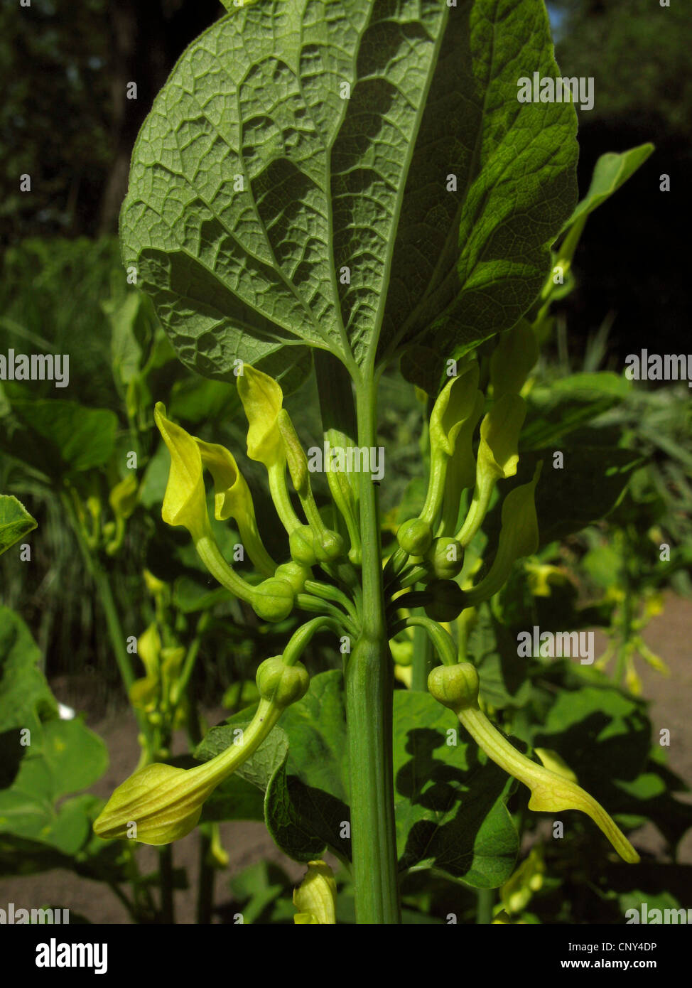 birthwort (Aristolochia clematitis), blooming, Germany, Thuringia Stock ...