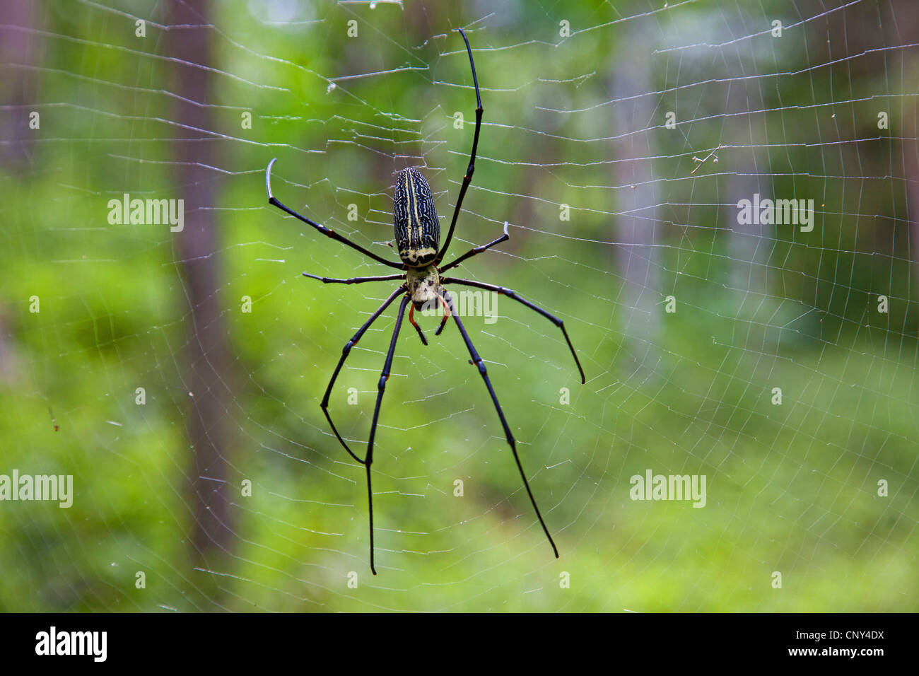 Jungle Spinnen Black And Brown Spider On Web In Close Up Photography