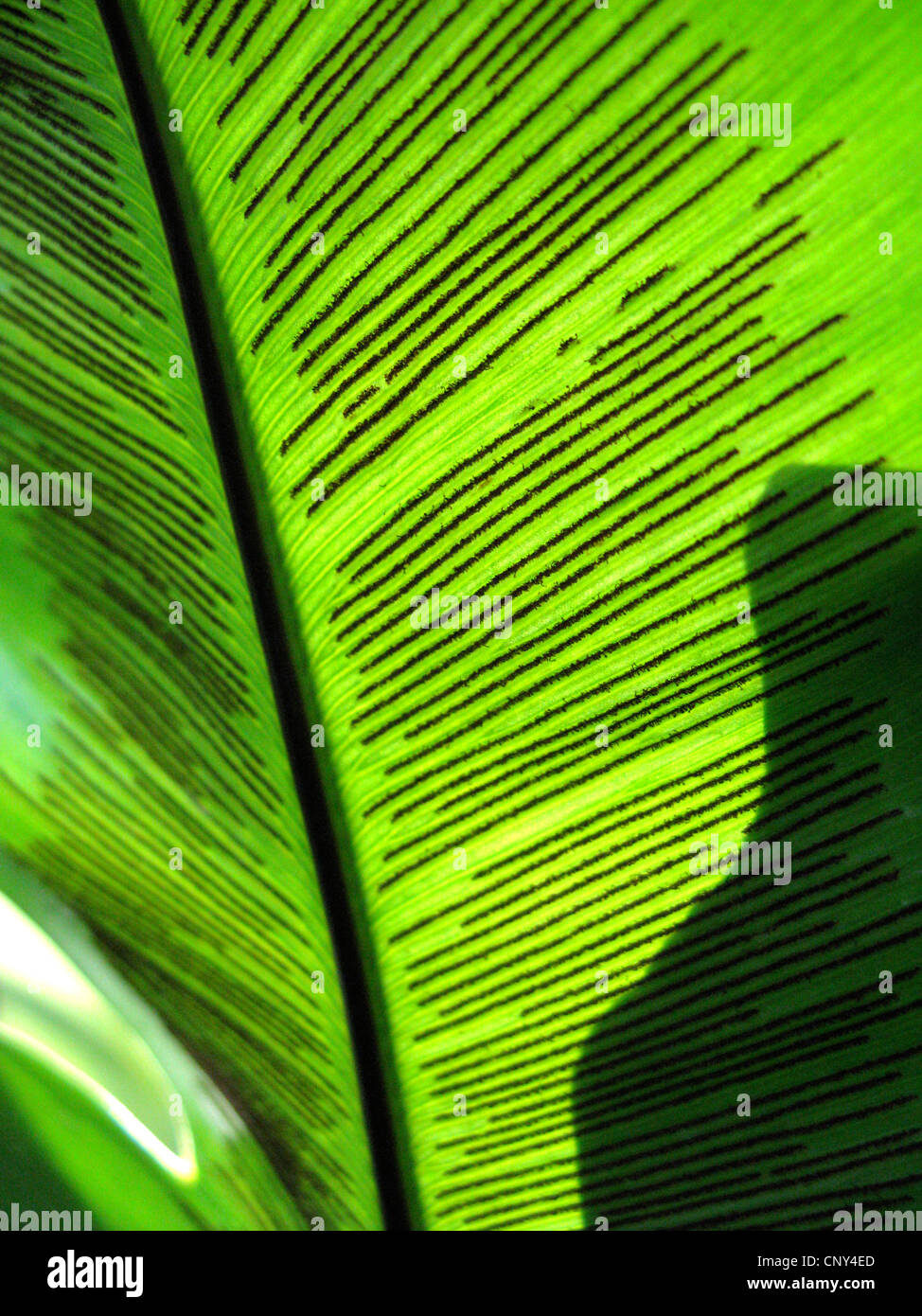 bird's nest fern (Asplenium nidus), detail of leaf with sporangia Stock ...