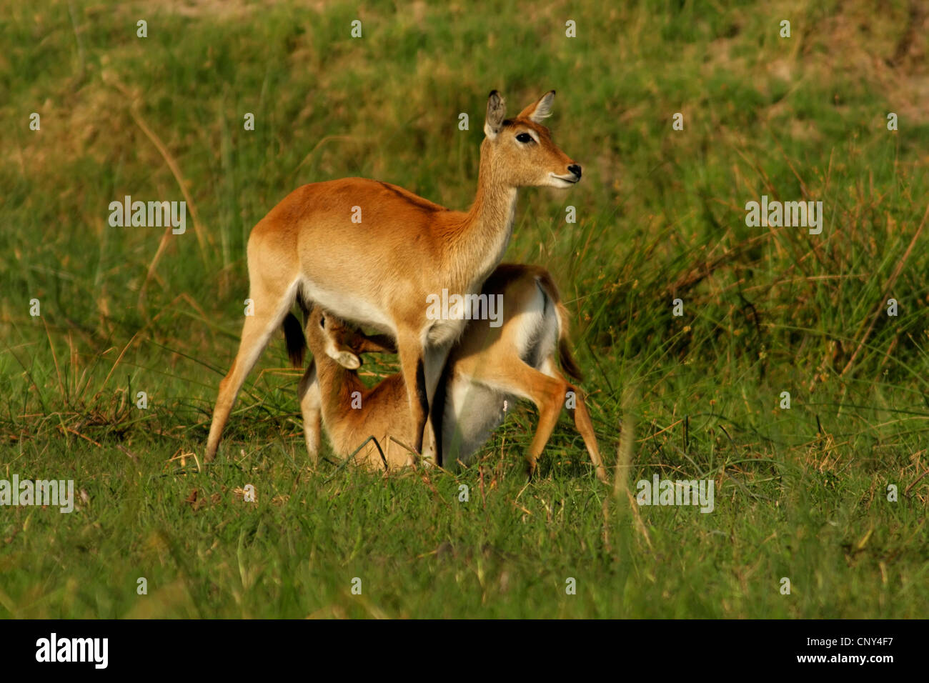 lechwe (Kobus leche), mother with fawn suckling, Botswana, Moremi Game ...
