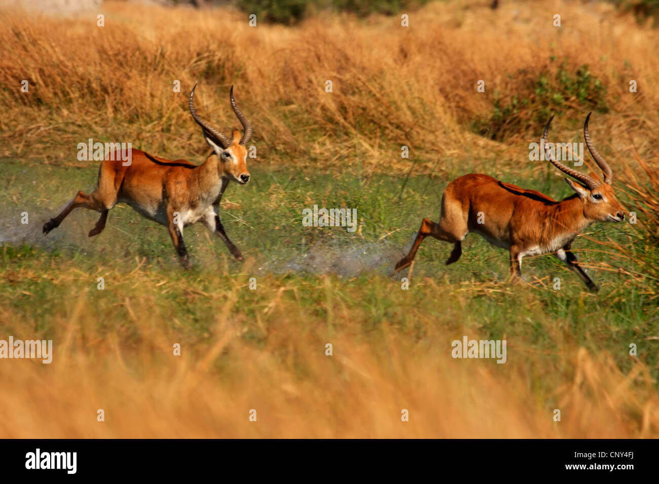 lechwe (Kobus leche), two bucks running over a meadow one after another ...
