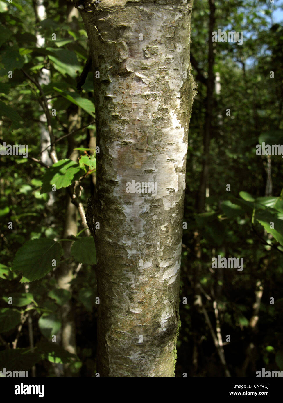 Downy birch betula pubescens bark hi-res stock photography and images ...
