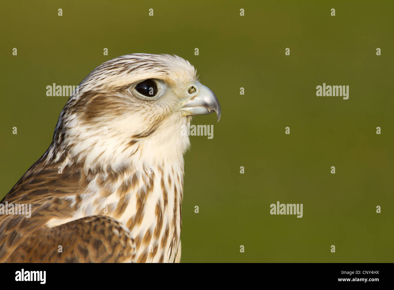 Saker falcon (Falco cherrug), portrait Stock Photo - Alamy