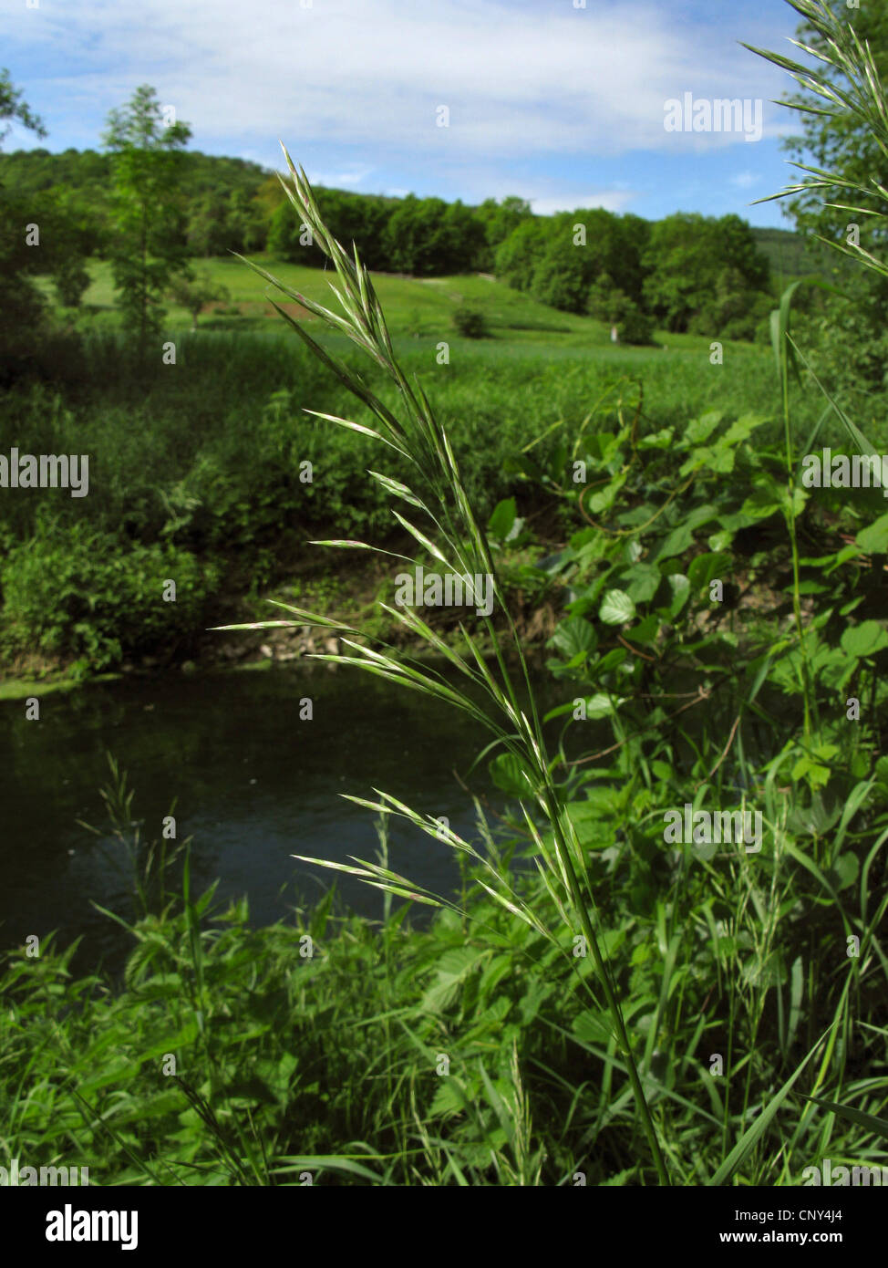 Bromus inermis hi-res stock photography and images - Alamy