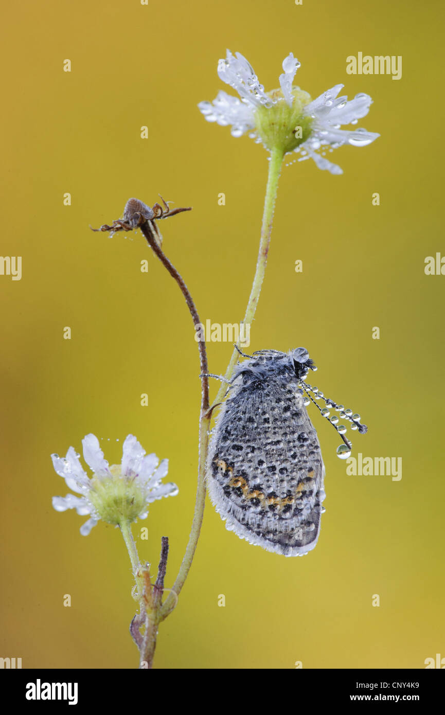 Idas Blue, Northern Blue (Plebejus idas, Plebeius idas), sitting at a ...