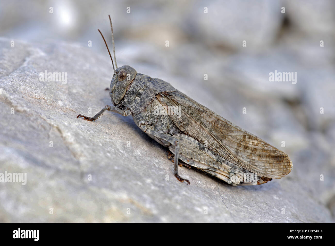 Bryodemella tuberculata hi-res stock photography and images - Alamy