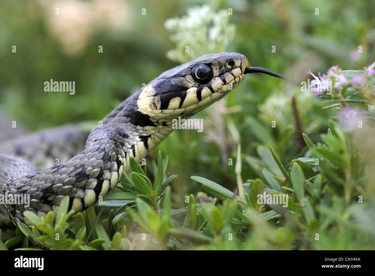 grass snake (Natrix natrix), flicks tongue, Bulgaria Stock Photo - Alamy
