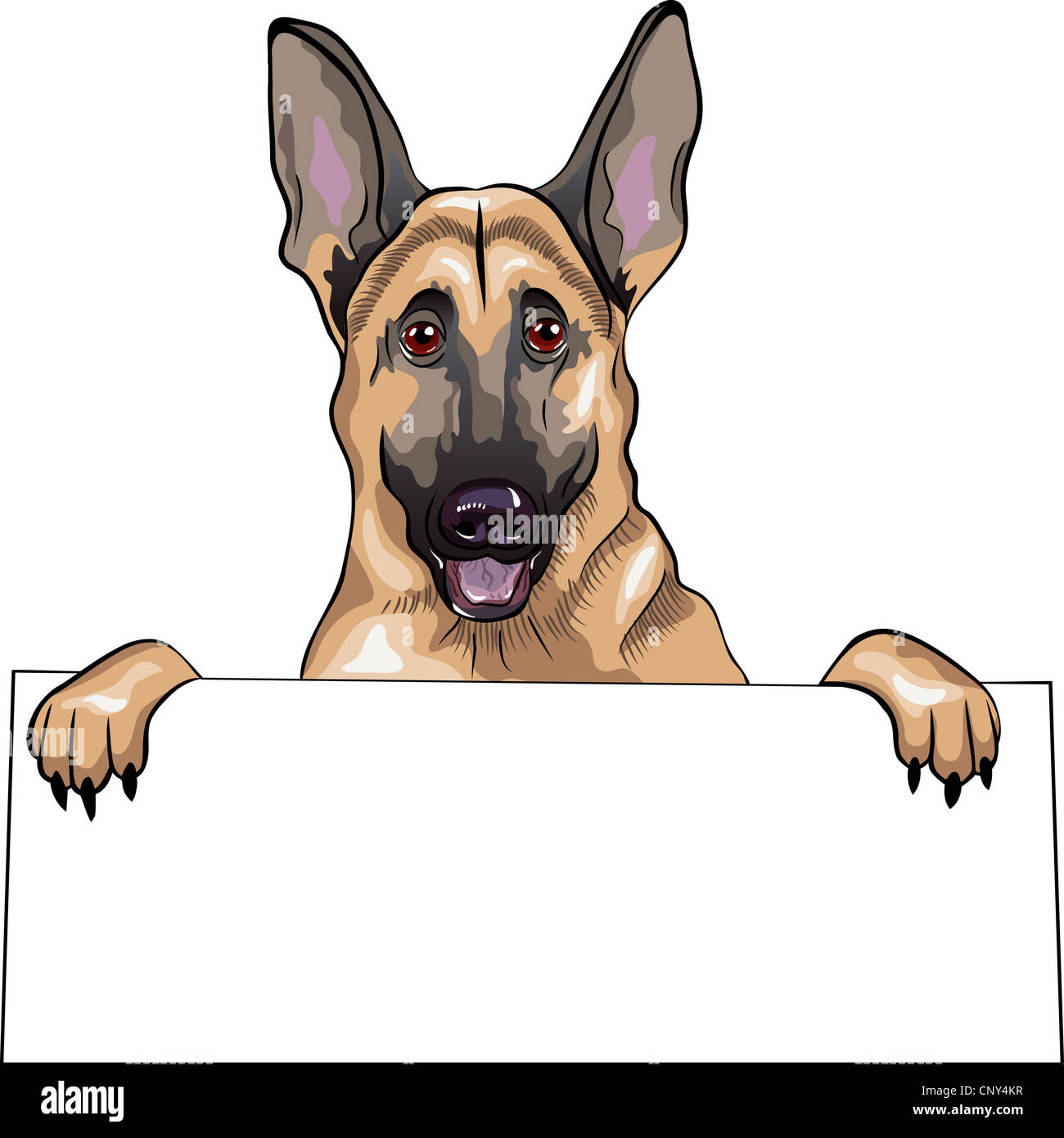 close-up portrait of a dog breed German Shepherd smiles and holds a ...