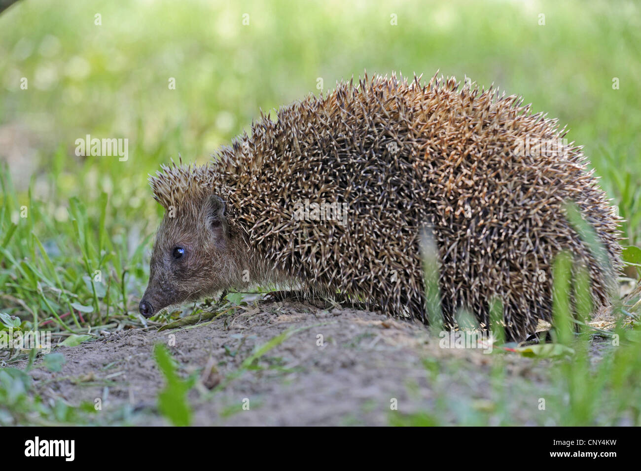 Northern White-breasted Hedgehog, East European Hedgehog, White-bellied ...