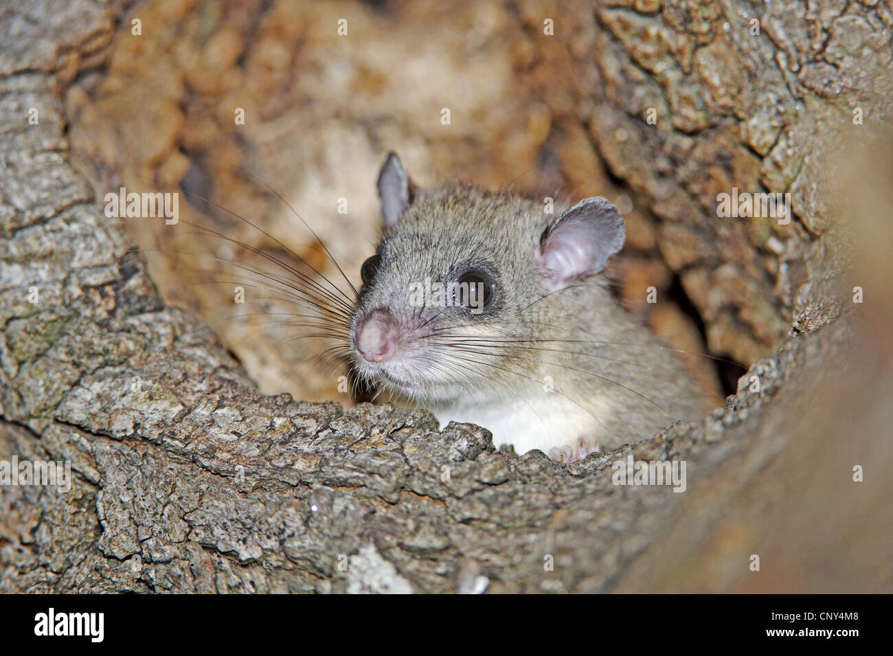 edible dormouse, edible commoner dormouse, fat dormouse, squirrel-tailed dormouse (Glis glis ...