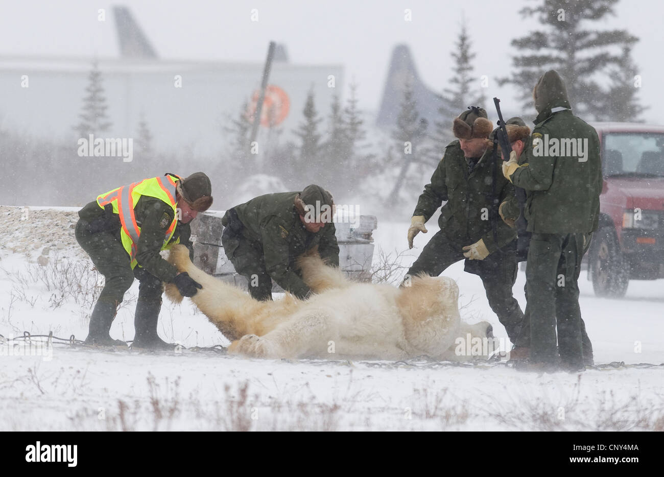 polar bear air lift Stock Photo - Alamy