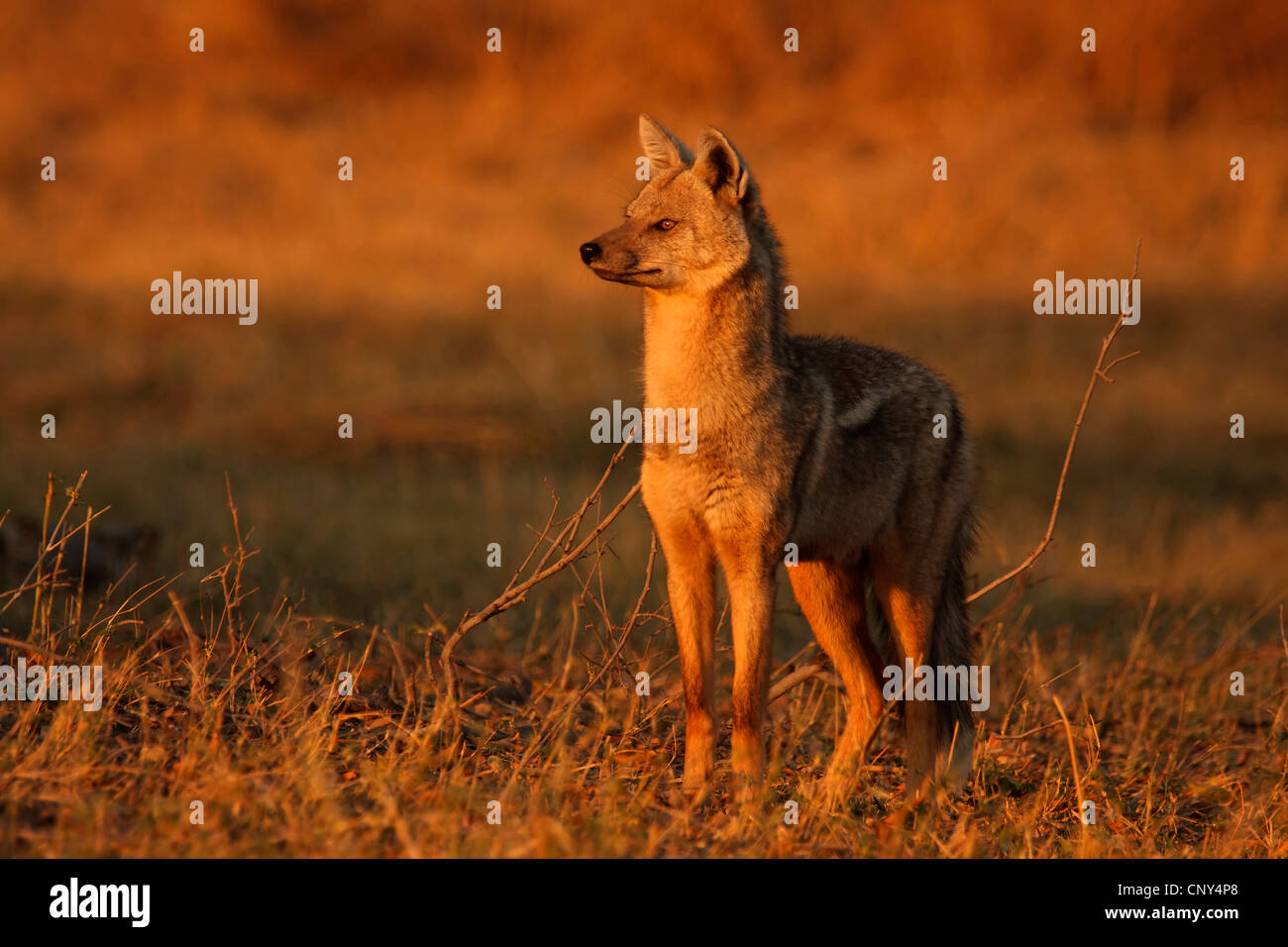 side-striped jackal (Canis adustus), standing in the gras of the ...
