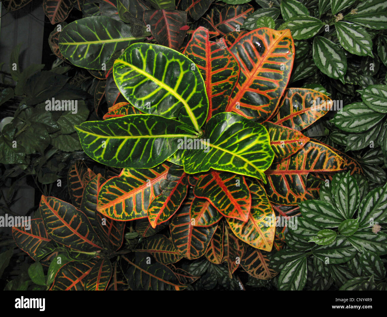 Croton (Codiaeum variegatum var. pictum), from above Stock Photo - Alamy