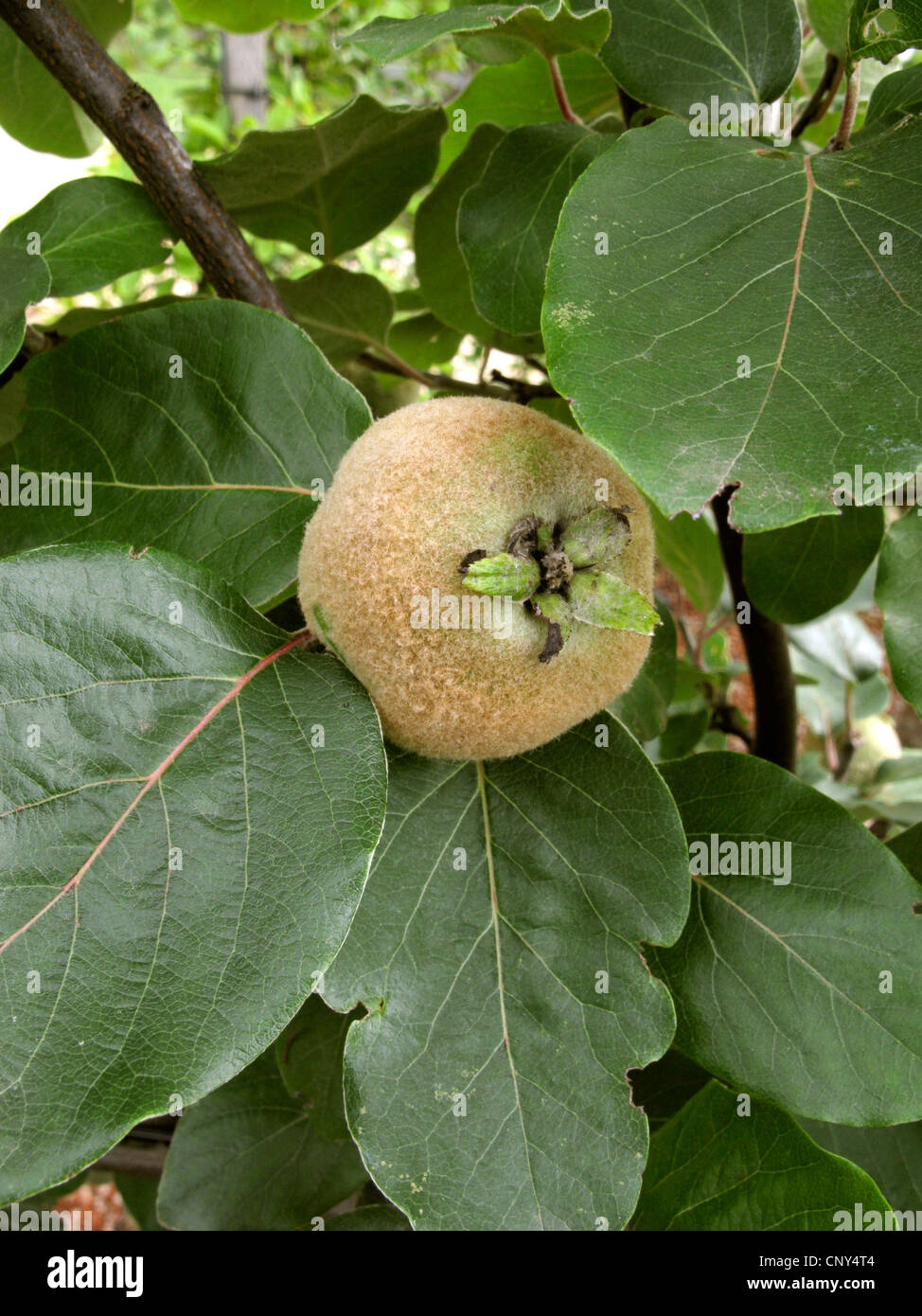 Common quince (Cydonia oblonga), cultivar Konstantinopeler Apfelquitte ...