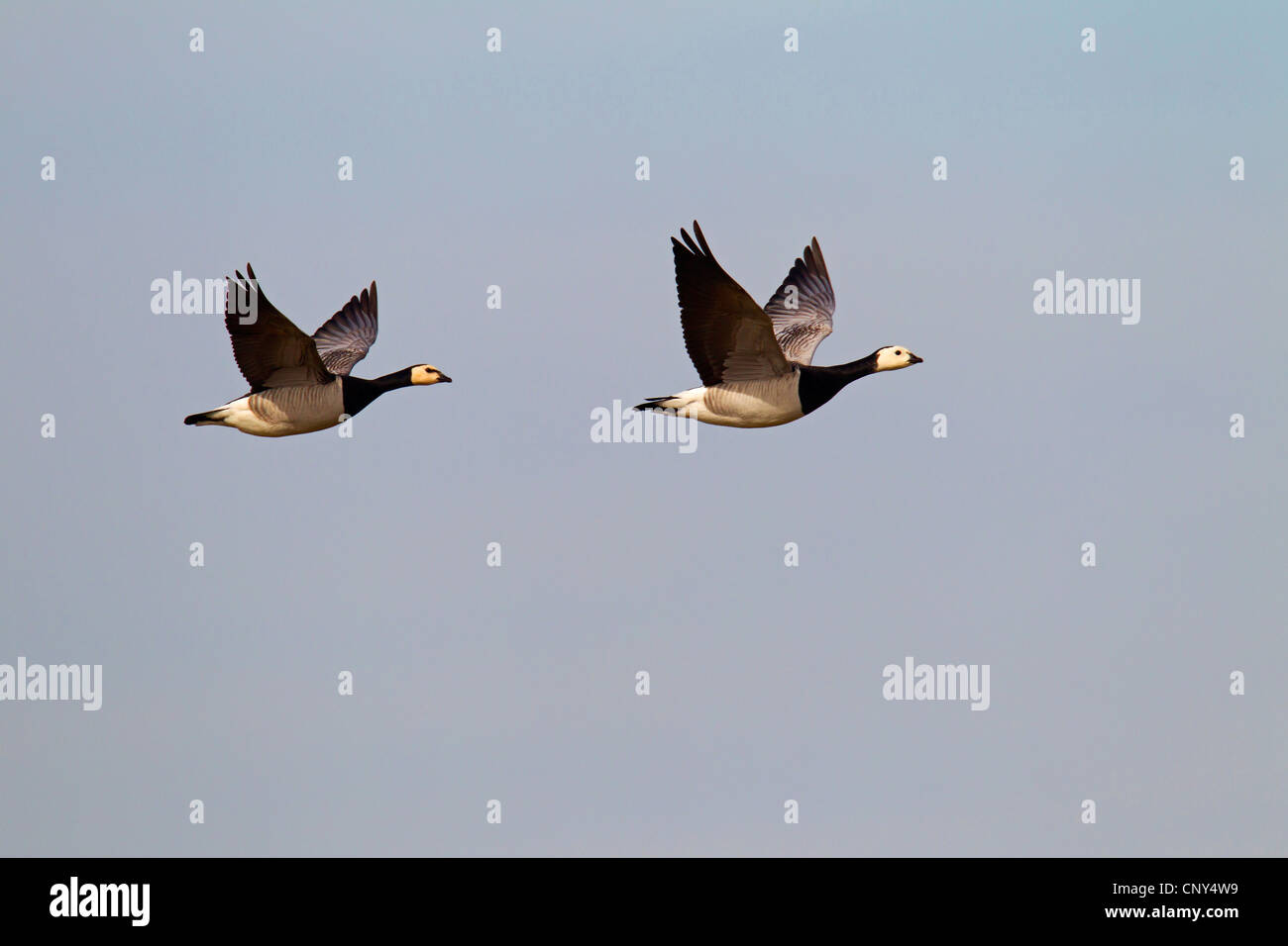 barnacle goose (Branta leucopsis), flying, Germany, Schleswig-Holstein ...
